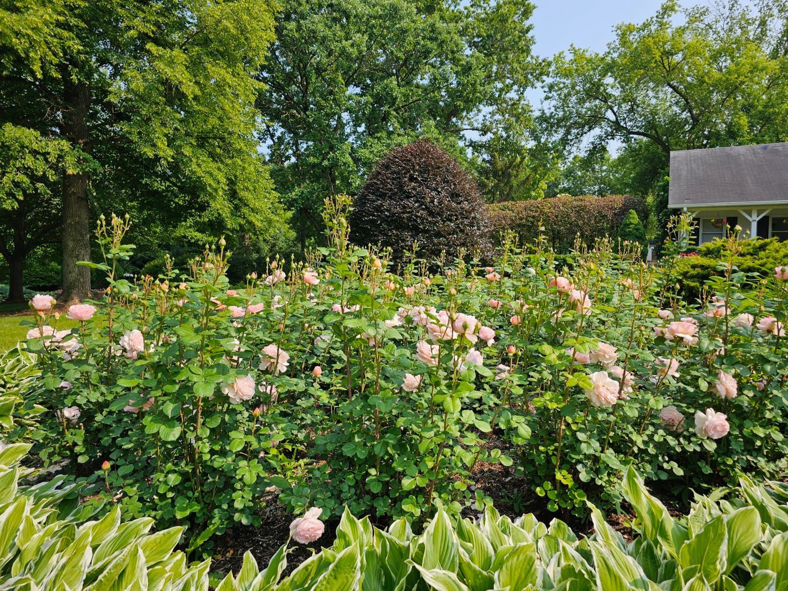 Rose Gardens | Wandering Tree Estate