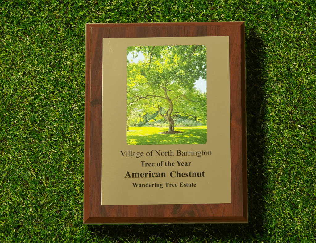 Tree of the Year | Wandering Tree Estate