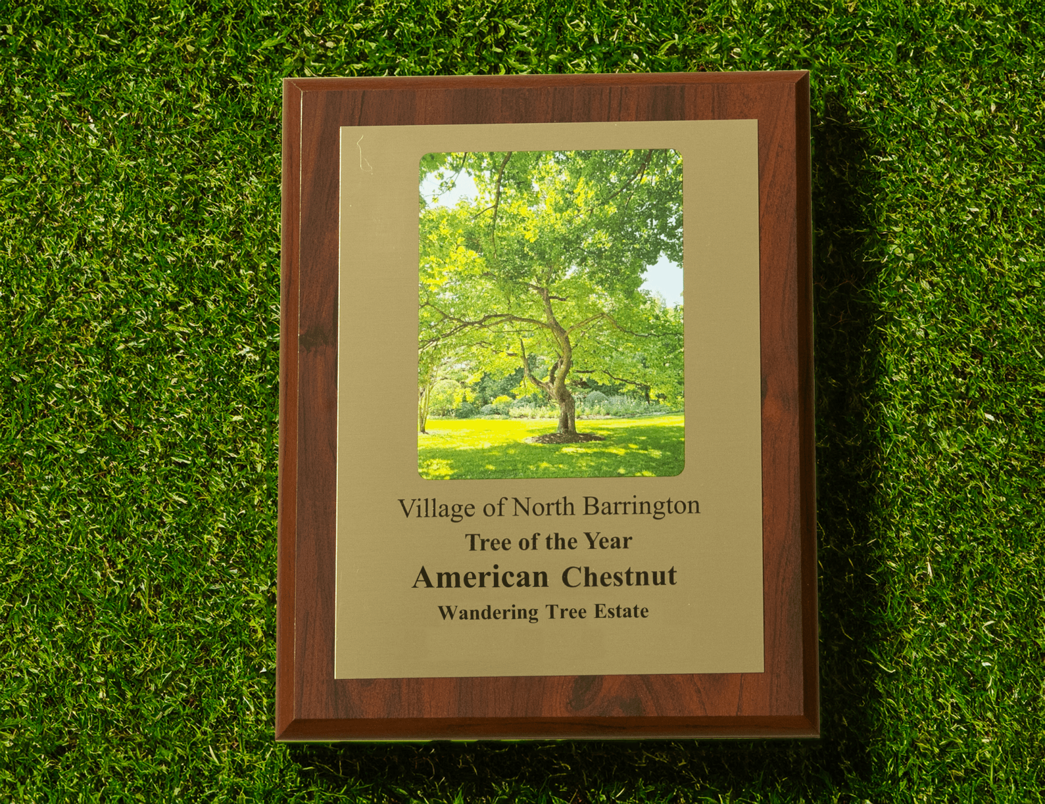 Tree of the Year | Wandering Tree Estate